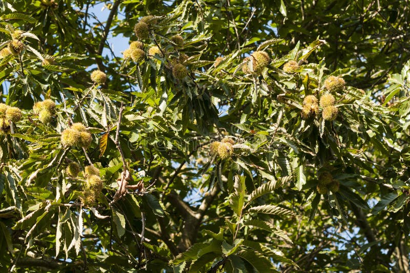 Edible Nuts of Chestnut Tree Stock Image - Image of tree, thorn: 87858525