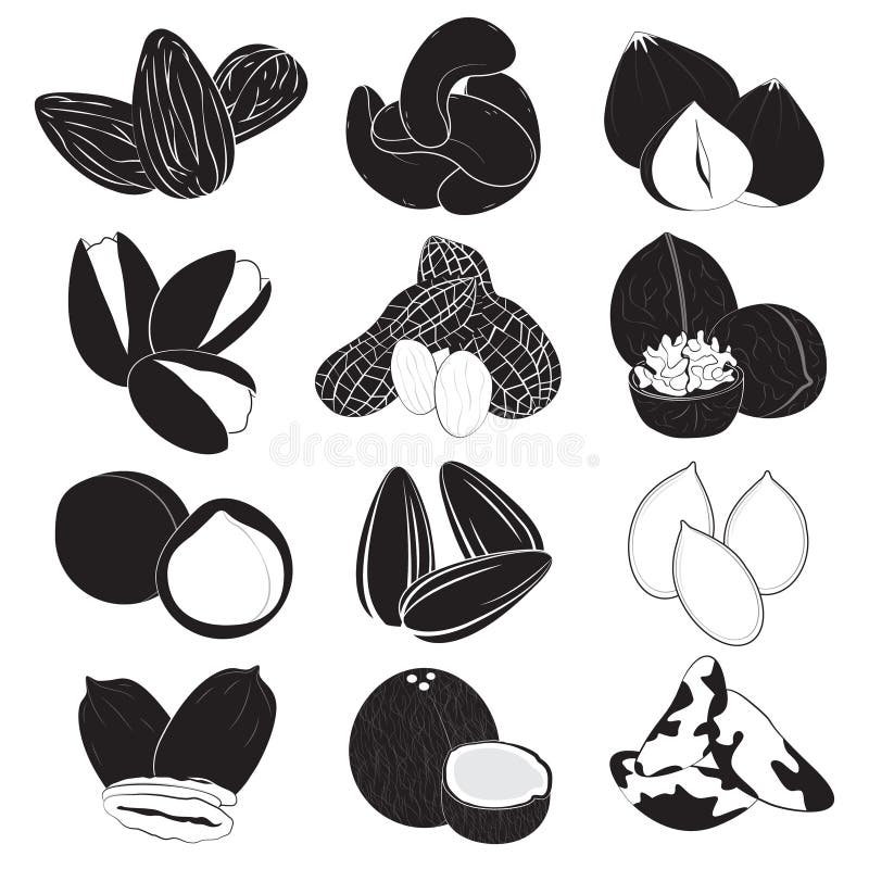 Edible Nuts Collection stock vector. Illustration of filbert - 41286806