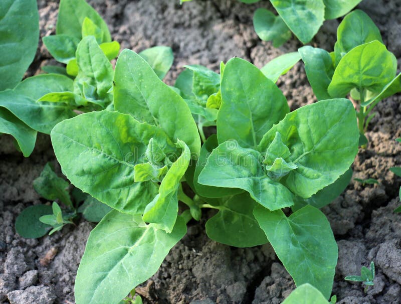 Edible Plant Garden Orach (Atriplex Hortensis) Grows in Spring Stock ...