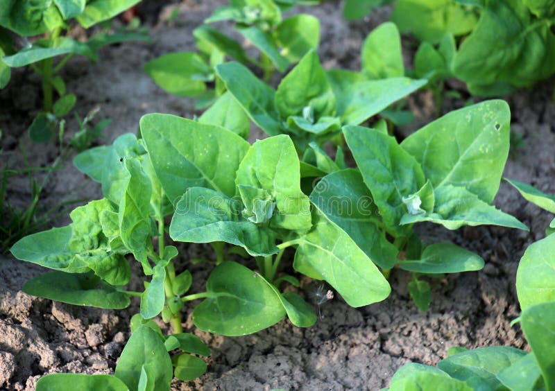 Edible Plant Garden Orach (Atriplex Hortensis) Grows in Spring Stock ...