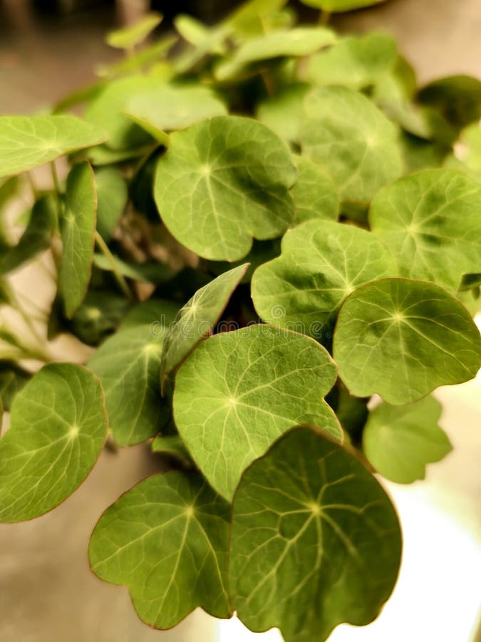 Edible Plant Used in Restaurants for Its Different Flavors Stock Image ...