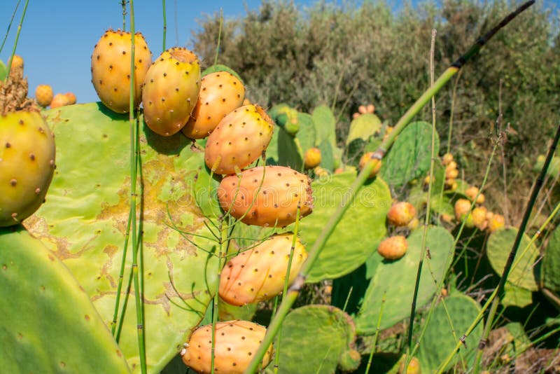 Edible Prickly Pear Cactus Fruit Ready To Eat Stock Image - Image of ...