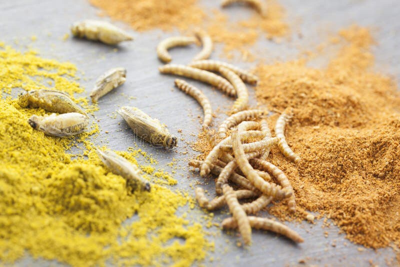 Edible roasted insects stock photo. Image of insect, cuisine - 37421040