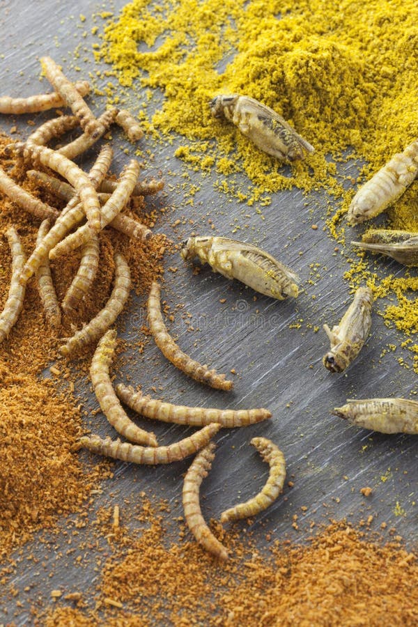 Edible roasted insects stock image. Image of product - 37421263