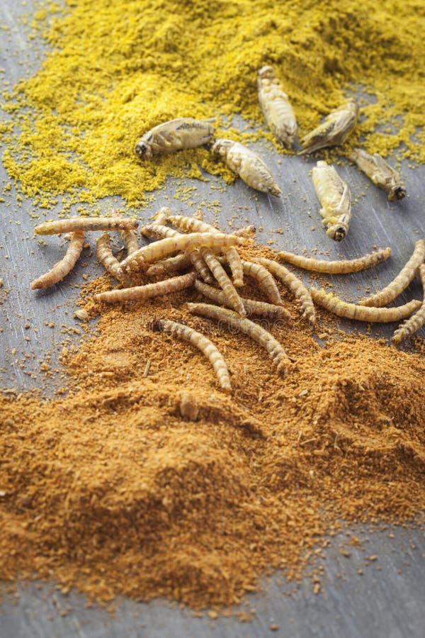 Edible roasted insects stock photo. Image of cuisine - 37421274