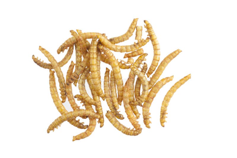Edible roasted insects stock image. Image of background - 37421405