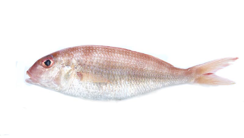 Edible Sea Fish Isolated On White Royalty Free Stock Photography ...