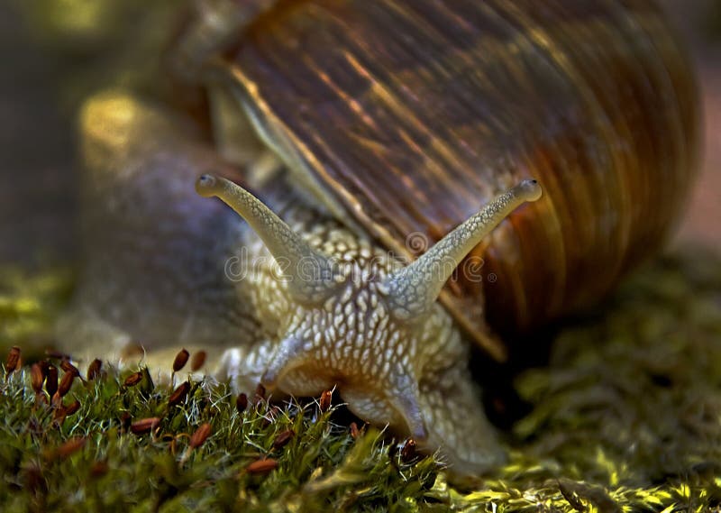Edible snail stock photo. Image of gehaeuse, tier, weichtier - 74406790