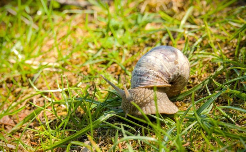Edible Snail Crawling on the Grass in the Garden. Close-up Stock Image ...