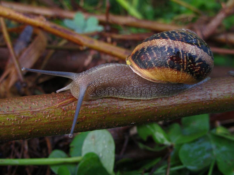 Edible Snail on the Tree Branch in Malta Stock Image - Image of macro ...