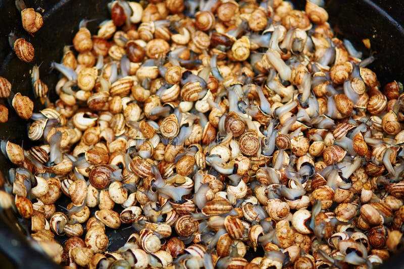 Edible Snails on a Marketplace on Marrakech Stock Photo - Image of ...