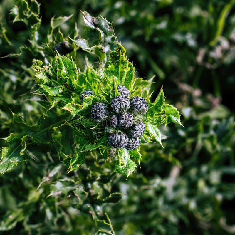 Edible Thistle in the Field Stock Photo - Image of plant, head: 255234974