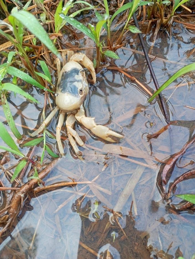 Edible White Rice Field Crab Stock Photo - Image of animal, leaf: 374744450