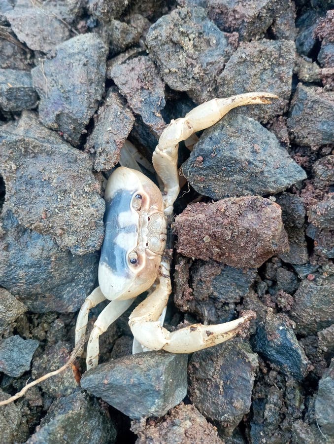 Edible White Rice Field Crab Stock Photo - Image of wildlife, wood ...