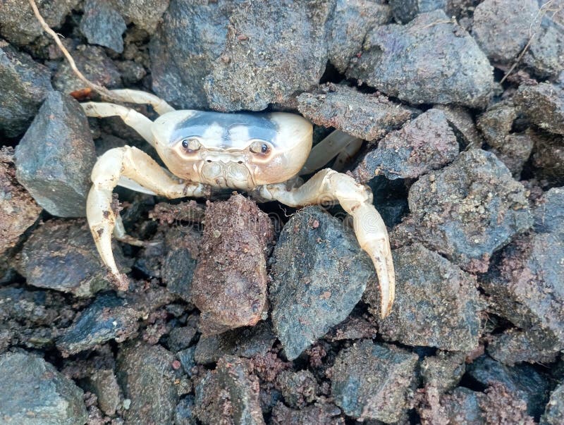 Edible White Rice Field Crab Stock Photo - Image of wood, crab: 374744730