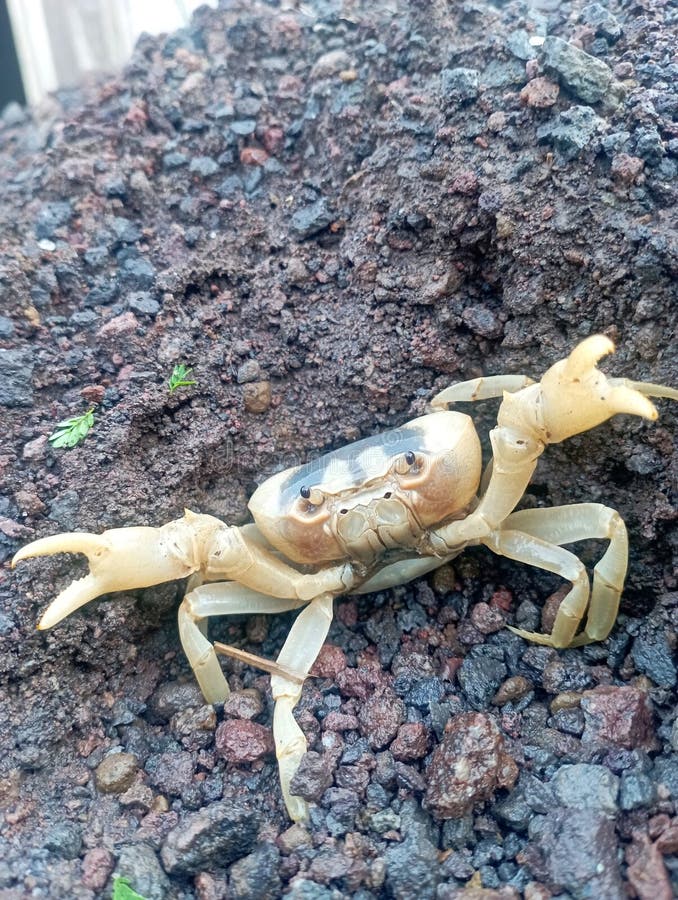Edible White Rice Field Crab Stock Image - Image of dish, seafood ...