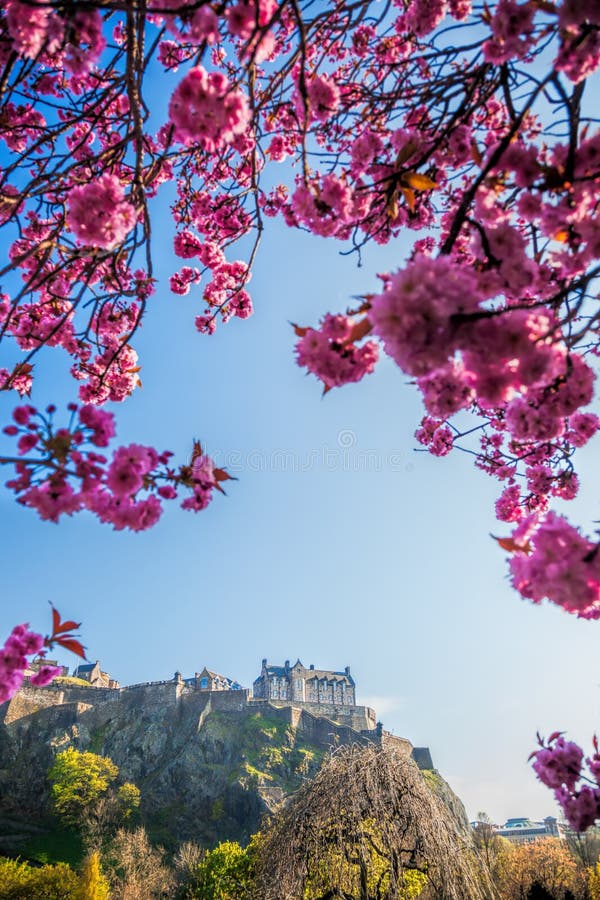 Edinburgh Castle with Spring Tree in Scotland Stock Image - Image of ...