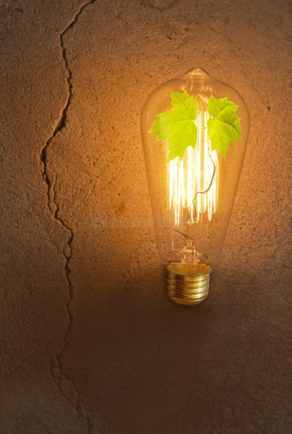 Edison Lightbulb Tree stock photo. Image of leaf, science - 55907054