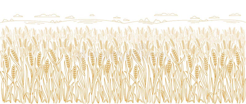 Wheat Field. Spikelets of Wheat, Rye or Barley. Vector Line. Editable ...