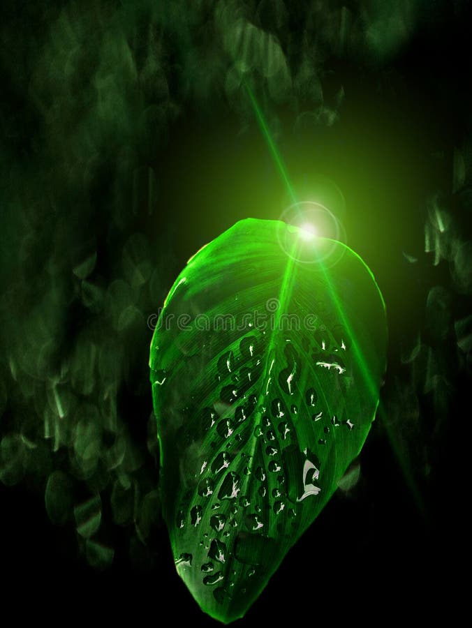 Edited Green Leaf after Rain Mind Ideas Fun of Creativity Stock Photo ...