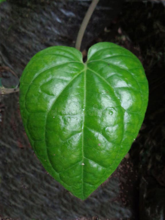 Edited Leaves in Different Colour Stock Photo - Image of green, black ...