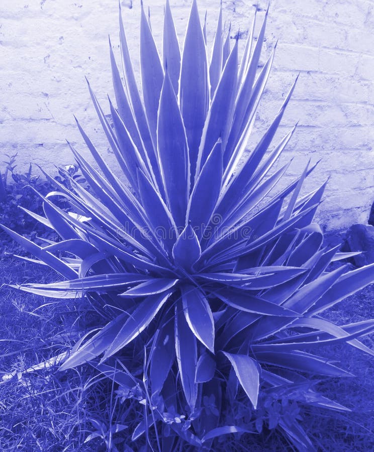 Edited Leaves in Different Colour Stock Photo - Image of green, black ...