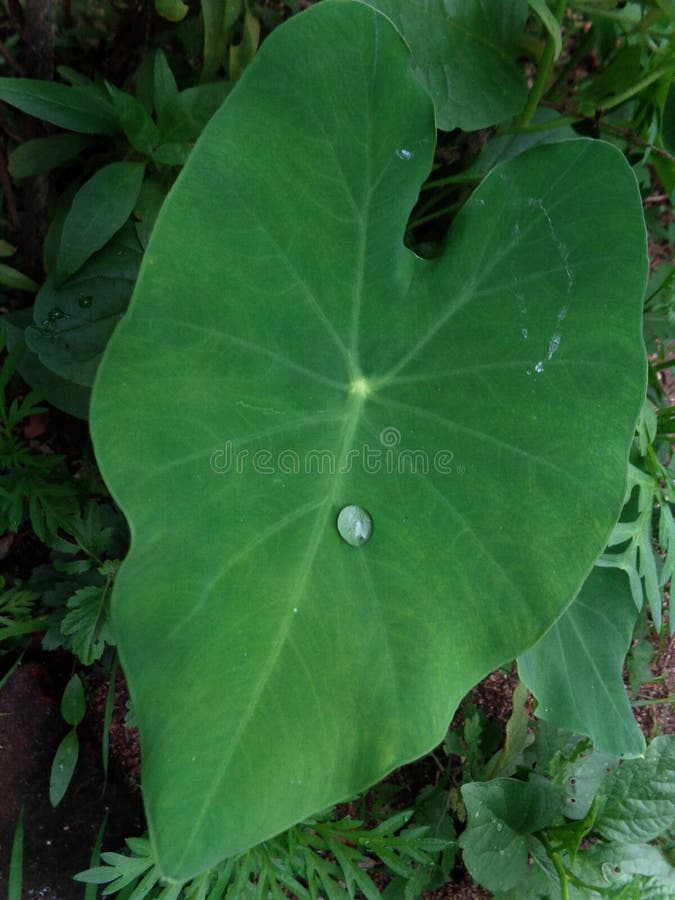 Edited Leaves in Different Colour Stock Photo - Image of leaves ...