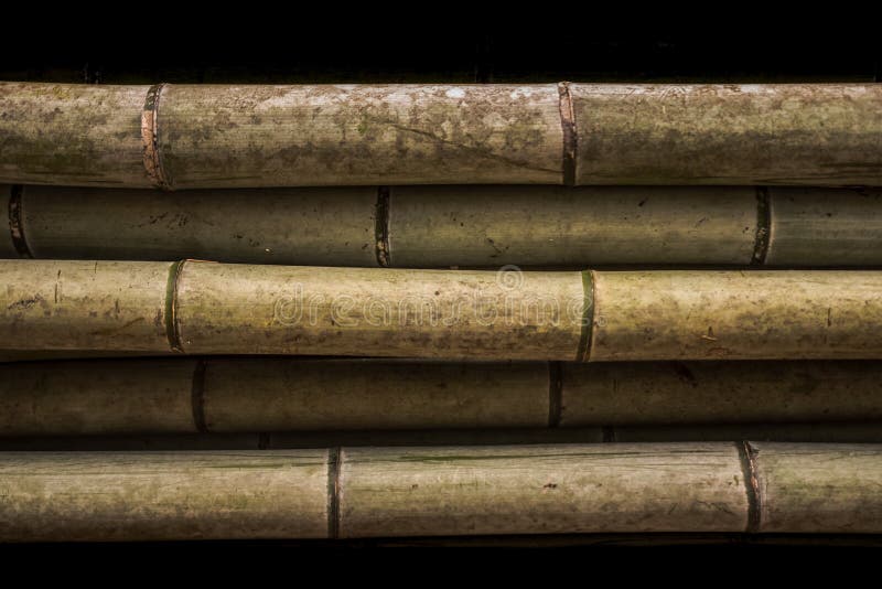 Bamboo trunk background stock photo. Image of leaf, wall - 111549216