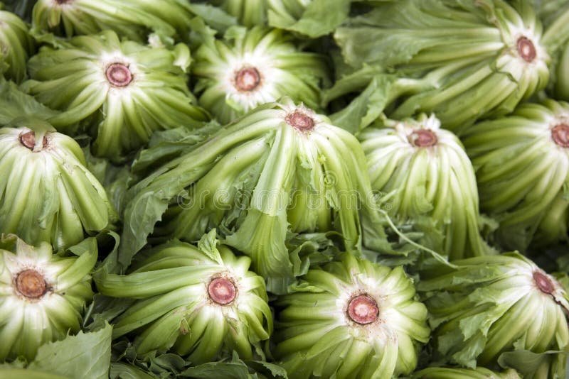 Edive stock photo. Image of natura, cuisine, endive, green - 14141670