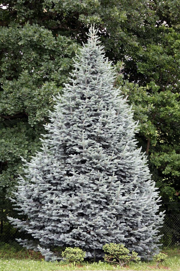 Blaue edle Tanne stockbild. Bild von zweig, botanik - 131576017