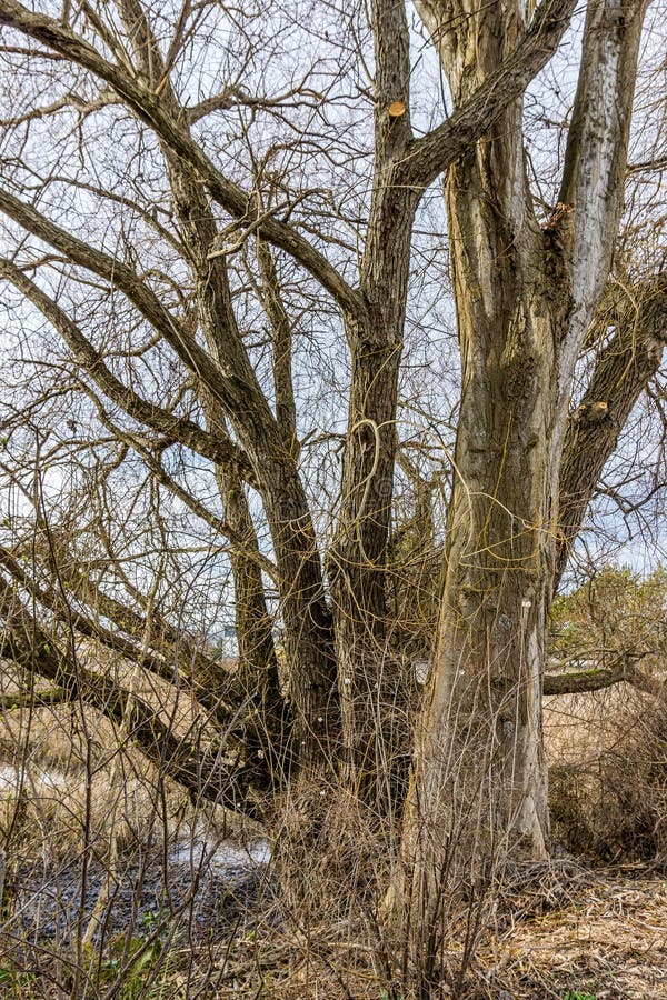 Edmonds Marsh Bare Trees 3 stock photo. Image of stark - 269511414