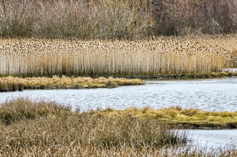 Edmonds Marsh Landscape Scene 2 Stock Image - Image of nature, edmond ...