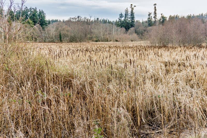 Edmonds Marsh in Winter 3 stock photo. Image of winter - 270172440