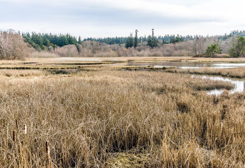 Edmonds Marsh in Winter 13 stock photo. Image of nature - 270949276