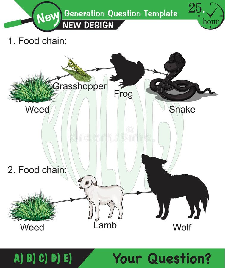 Ocean Food Chain Pyramid