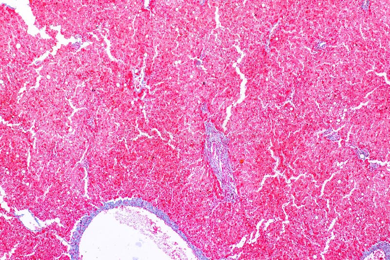 Education Anatomy and Histological Sample of Human Stock Image - Image ...