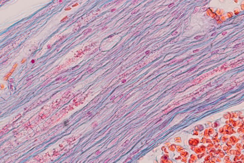 Education Anatomy and Histological Sample of Human Stock Image - Image ...