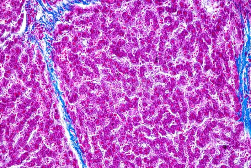 Education Anatomy and Histological Sample of Human Stock Photo - Image ...