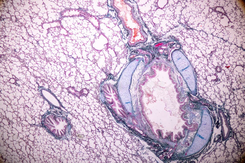 Education Anatomy and Histological Sample of Human Stock Image - Image ...