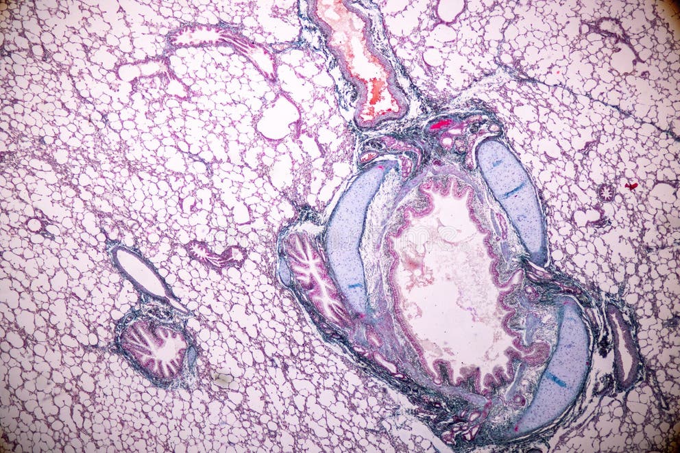 Education Anatomy and Histological Sample of Human Stock Image - Image ...