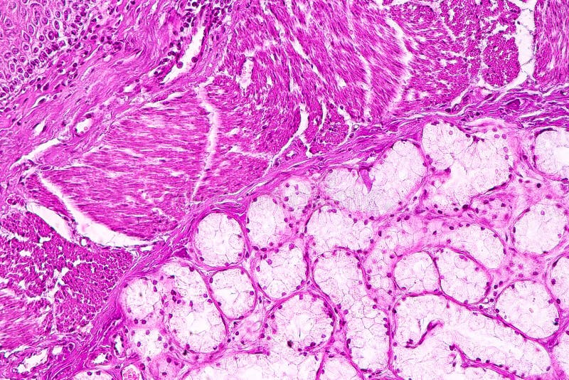 Education Anatomy and Histological Sample of Human Stock Image - Image ...