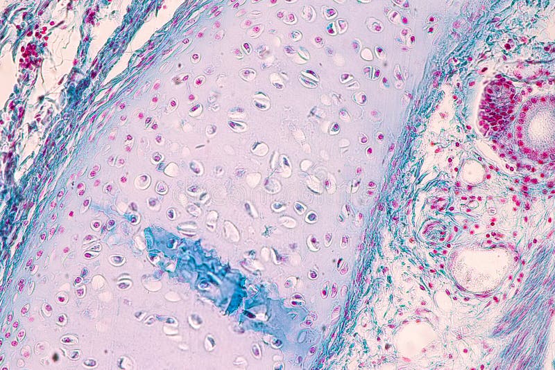 Education Anatomy and Histological Sample of Human Stock Photo - Image ...