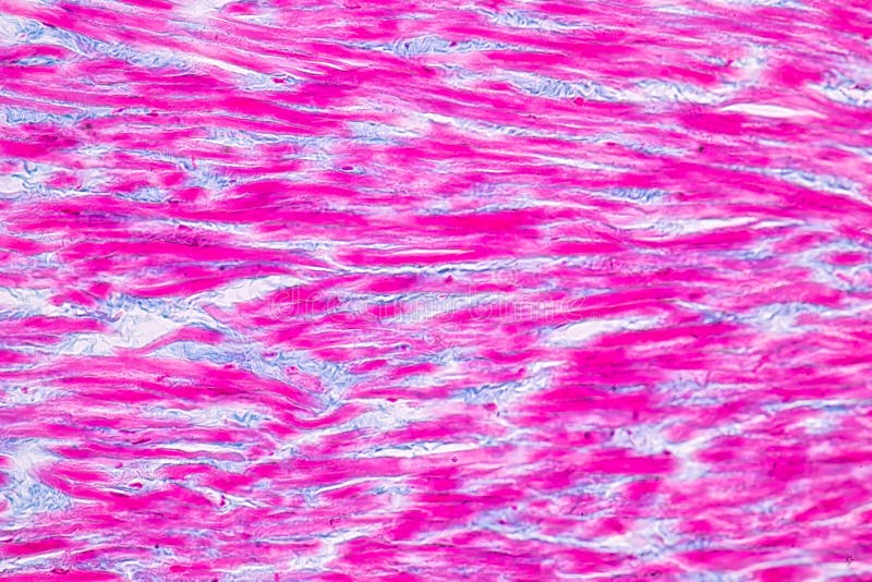 Education Anatomy and Histological Sample of Human Stock Photo - Image ...