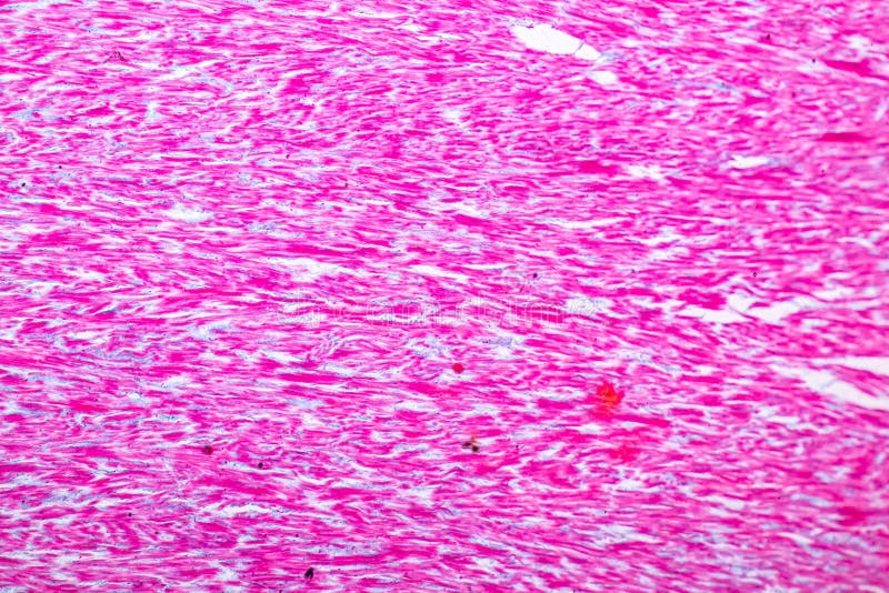 Education Anatomy and Histological Sample of Human Stock Photo - Image ...