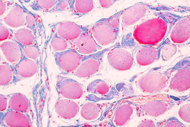 Education Anatomy and Histological Sample of Human Stock Image - Image ...