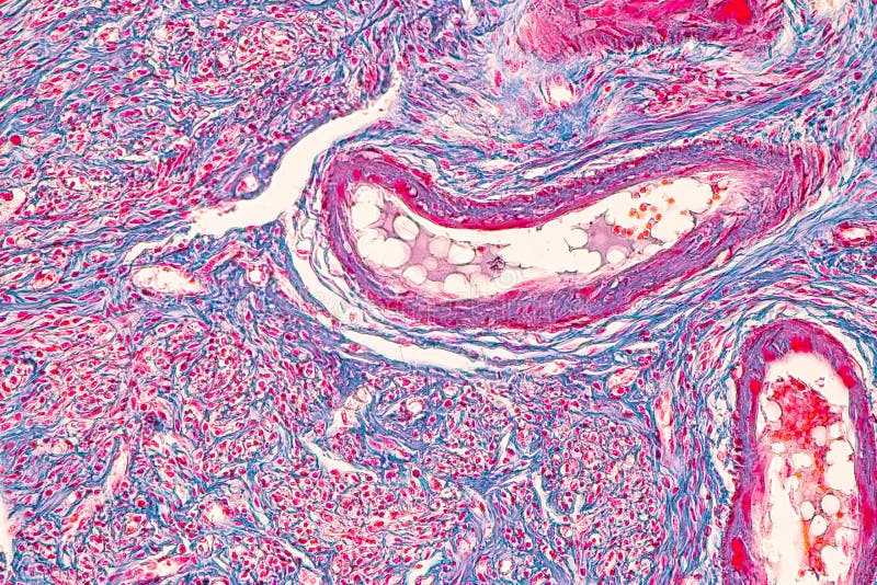 Education Anatomy and Histological Sample of Human Stock Image - Image ...