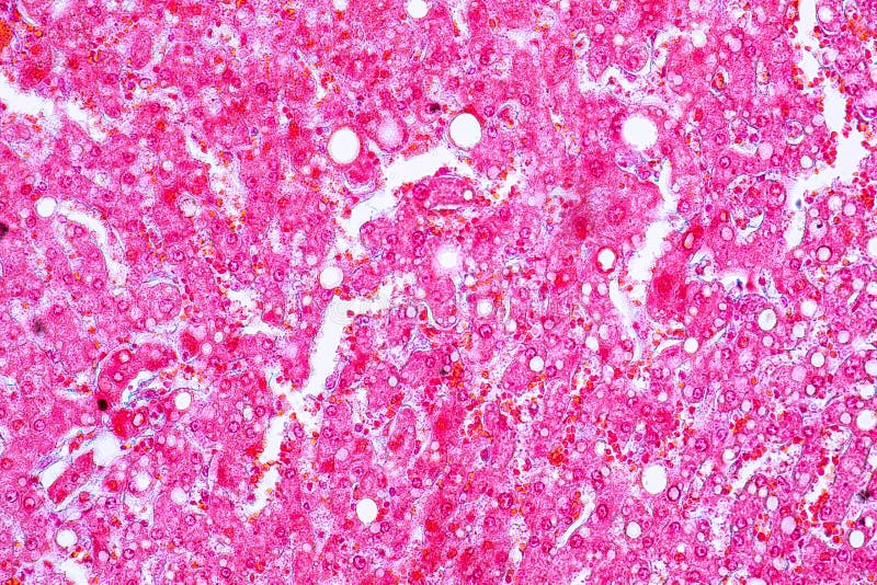 Education Anatomy and Histological Sample of Human Stock Image - Image ...