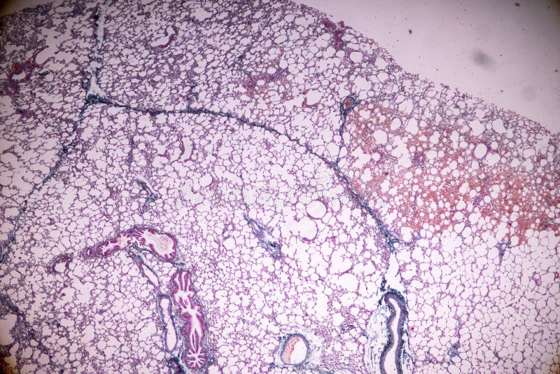 Education Anatomy and Histological Sample of Human Stock Photo - Image ...