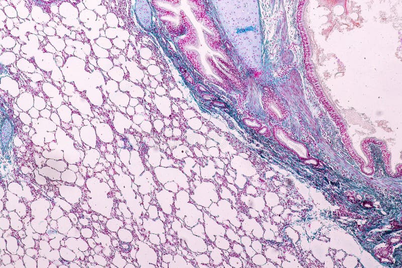 Education Anatomy and Histological Sample of Human Stock Photo - Image ...