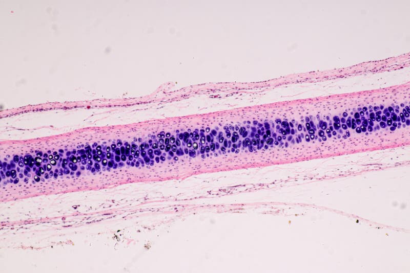 Histological Sample of Human Under the Microscope. Stock Photo - Image ...